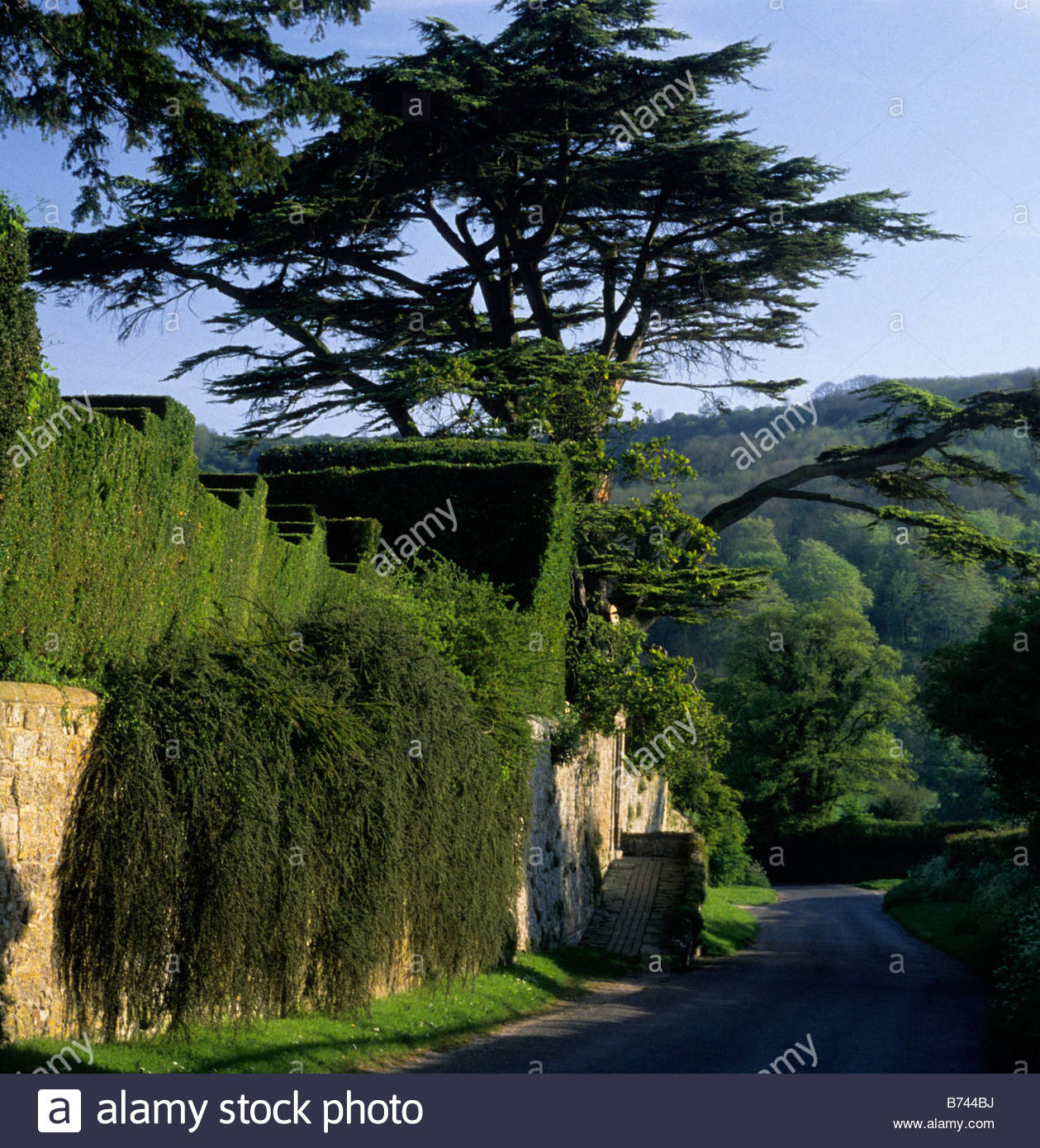 Lebanon Cedar Stock Photos & Lebanon Cedar Stock Images - Alamy