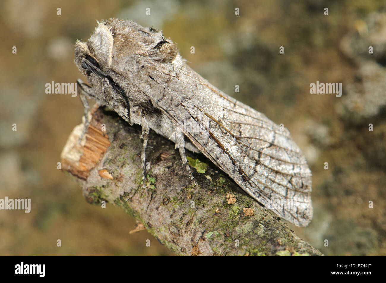 Nocturnal moth, Spain Stock Photo - Alamy