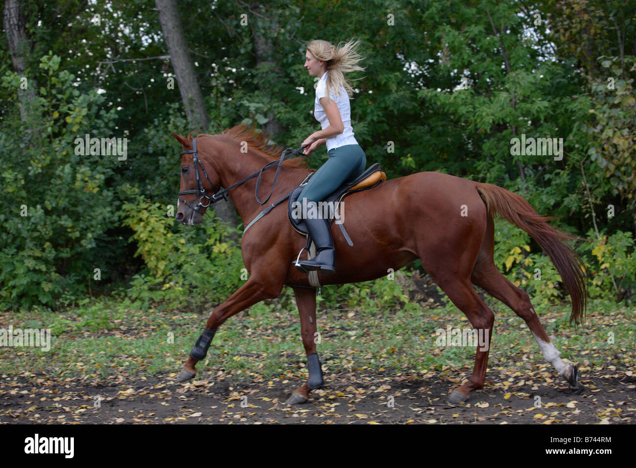 Equestrian girl riding her horse in autumn park Stock Photo - Alamy