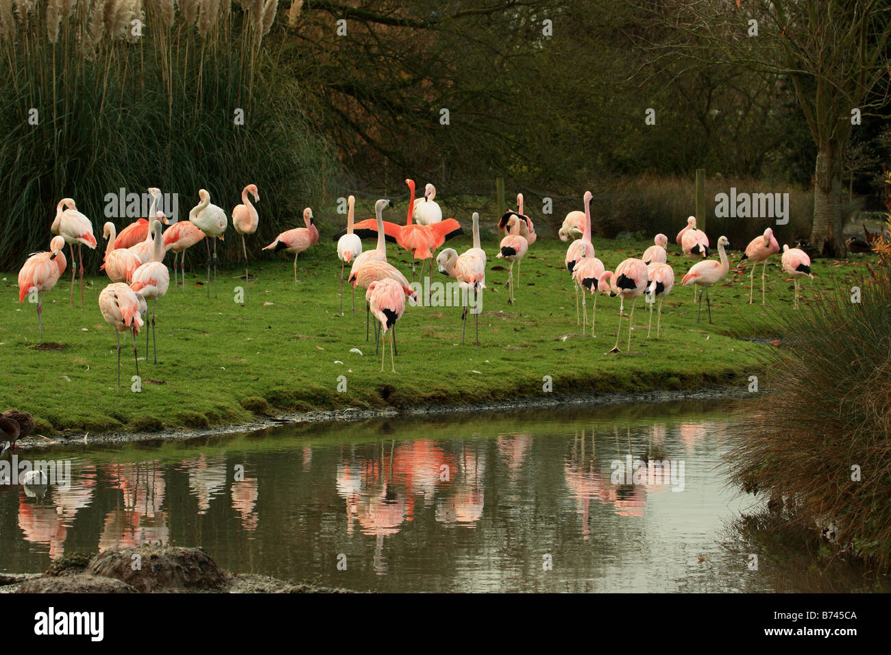 Pink legged birds hi-res stock photography and images - Alamy