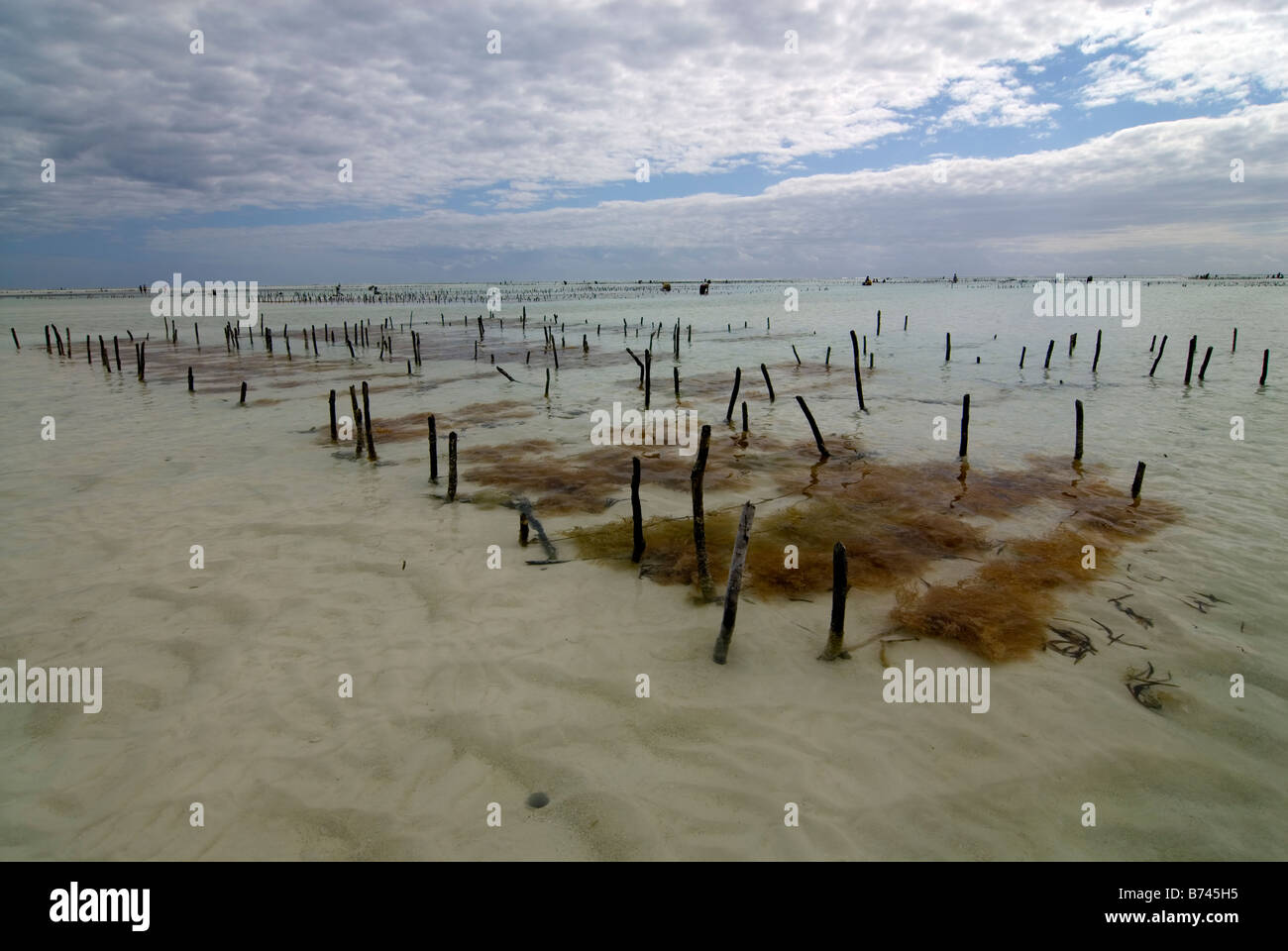 A seaweed farm set in the shallows off the Eastern coast of Paje ...