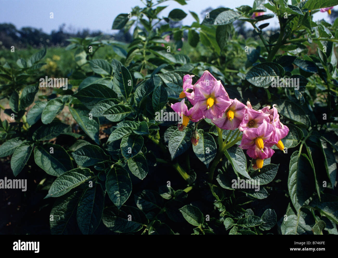 Potato flowers Maris Peer Stock Photo - Alamy