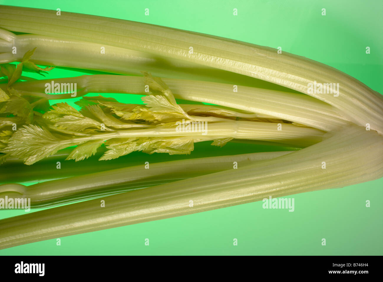 Bunch of Pascal Celery Stock Photo - Alamy