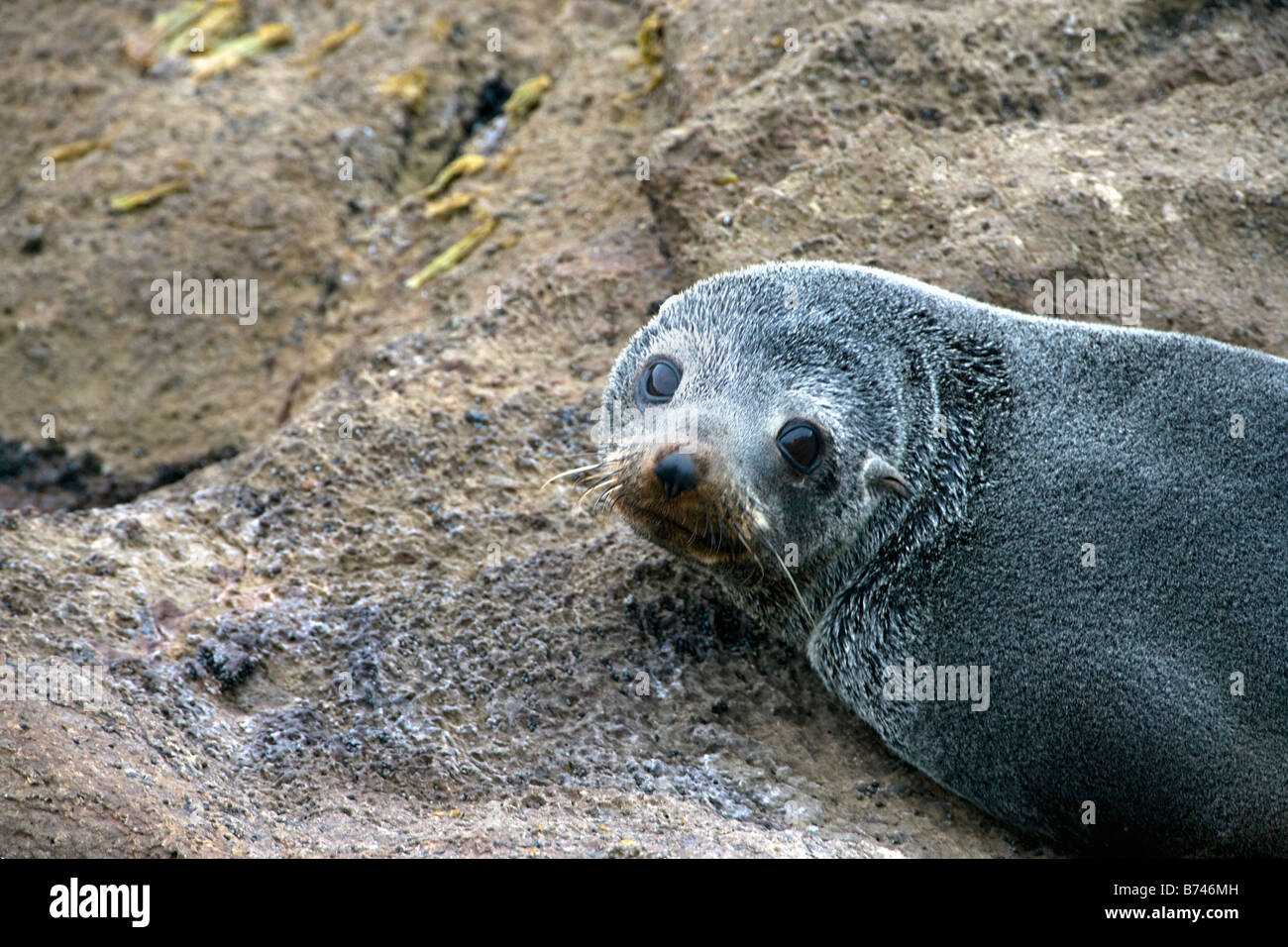 New Zealand, South Island, Dunedin, Otago Peninsula, Australasian Fur ...