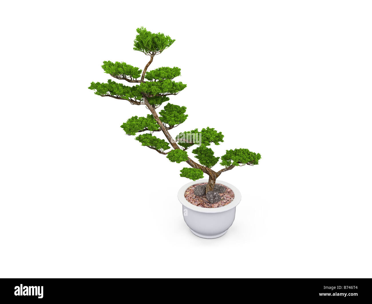 small tree with pot on a white background Stock Photo - Alamy