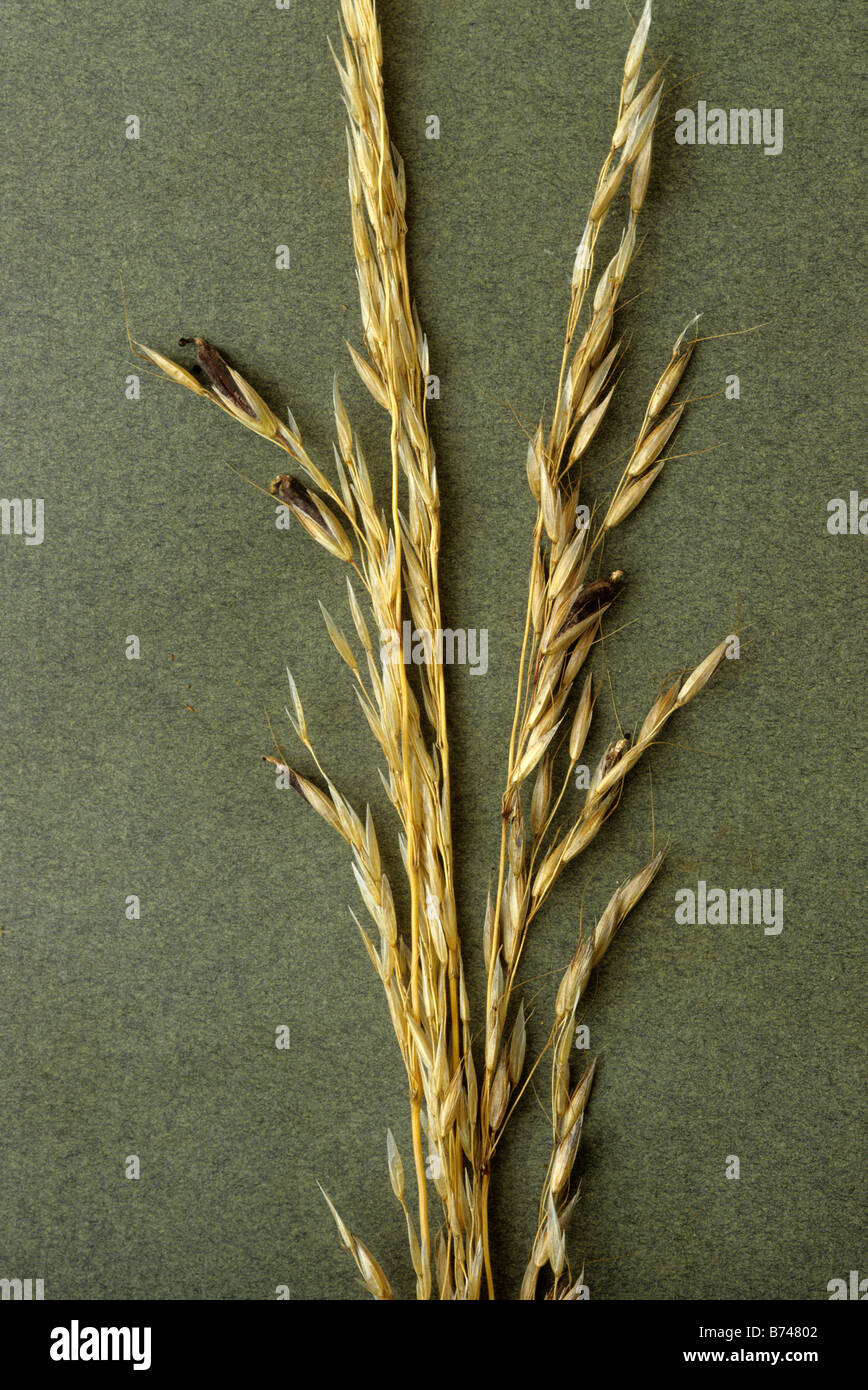 Claviceps purpurea Ergot Stock Photo - Alamy