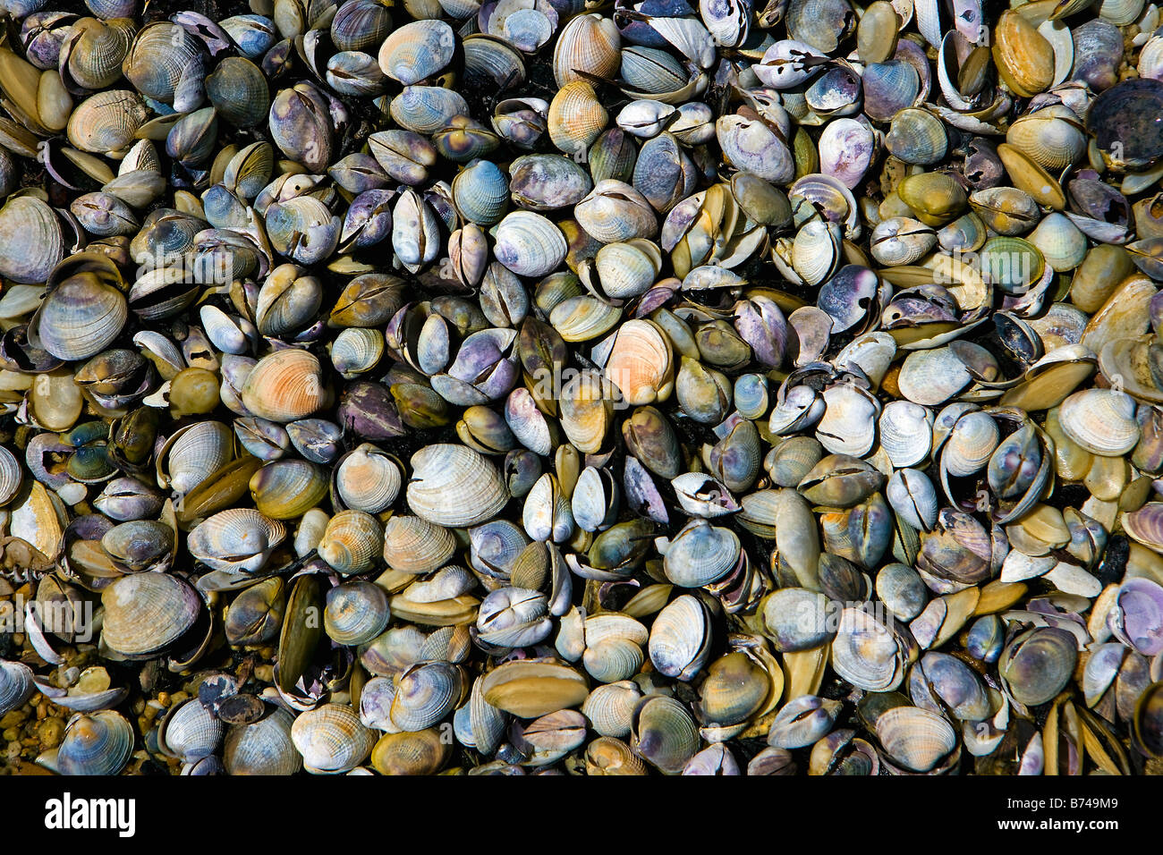New Zealand, South Island, Abel Tasman National Park. Shells Stock ...
