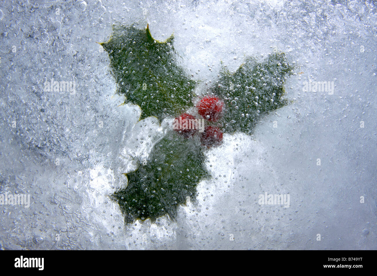 Holly frost hi-res stock photography and images - Alamy
