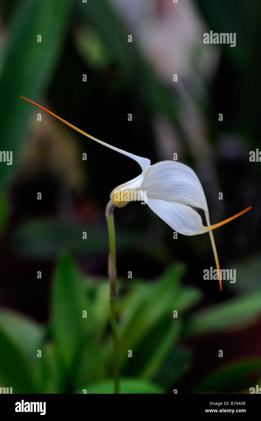 Masdevallia infracta 'alba' orchid flower fragrant perfumed perfume ...