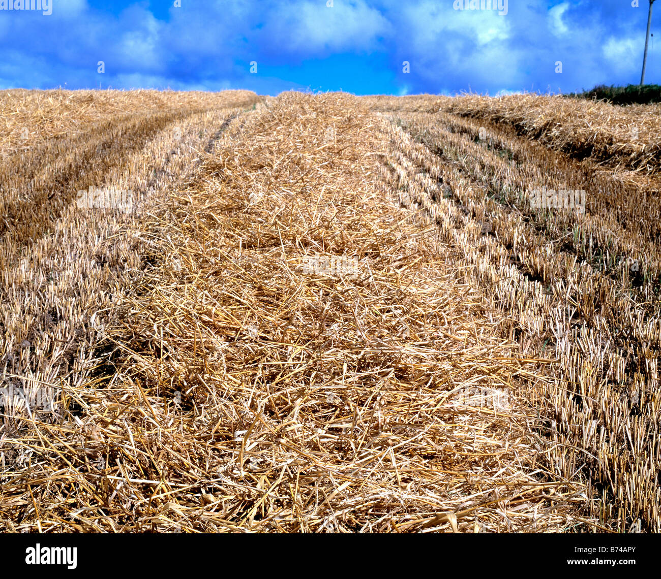 Stubbled Stock Photos & Stubbled Stock Images - Alamy