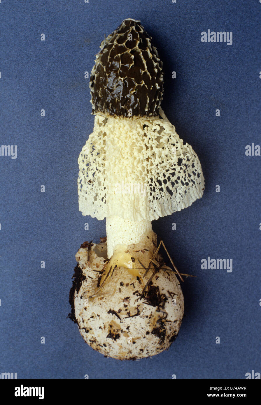 Dictyophora duplicata Netted Stinkhorn Stock Photo - Alamy