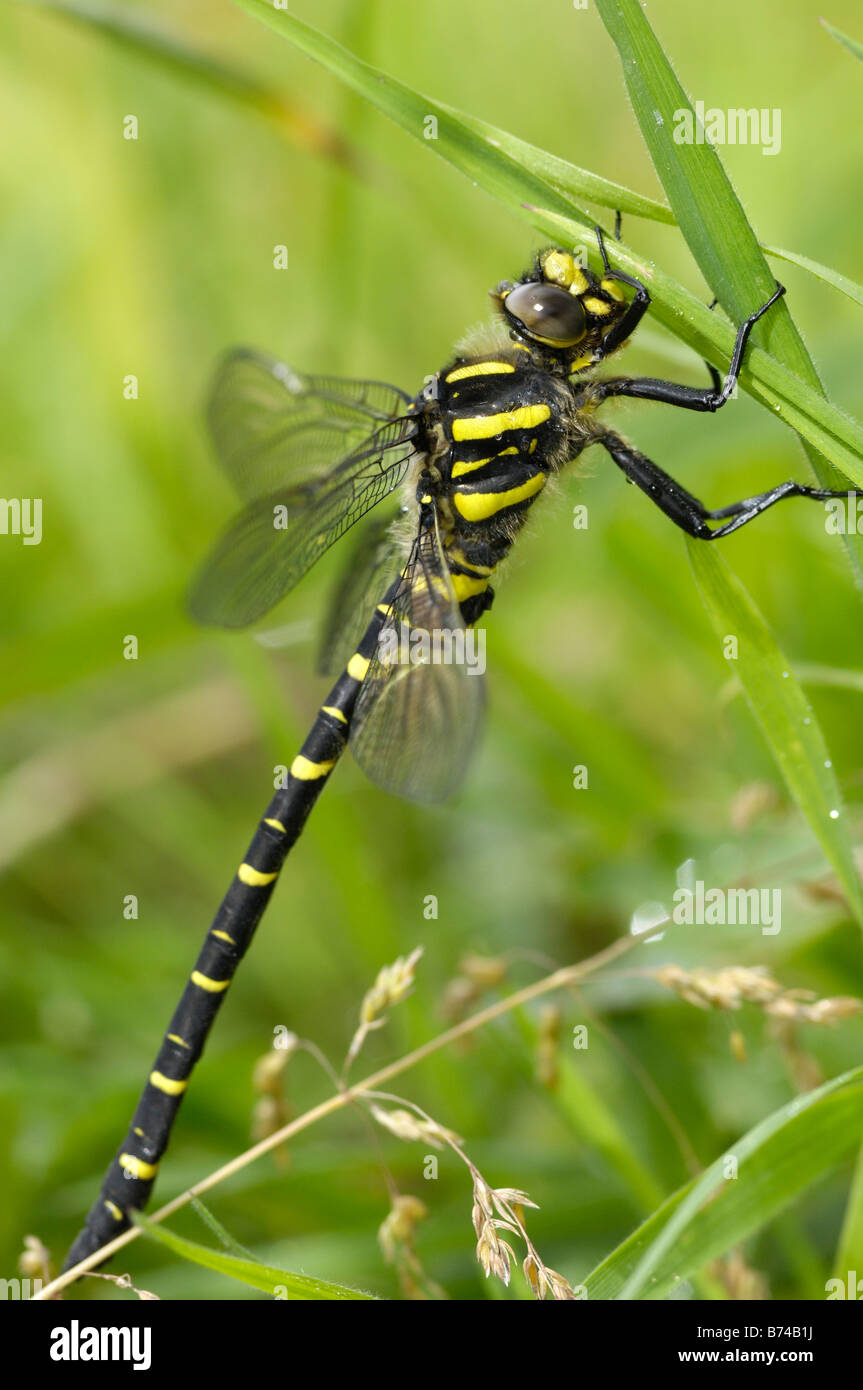 Golden-Ringed Dragonfly, cordulegaster boltonii Stock Photo - Alamy
