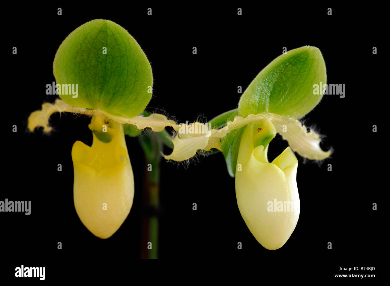 paphiopedilum pinocchio yellow flower continuous flowering against a ...
