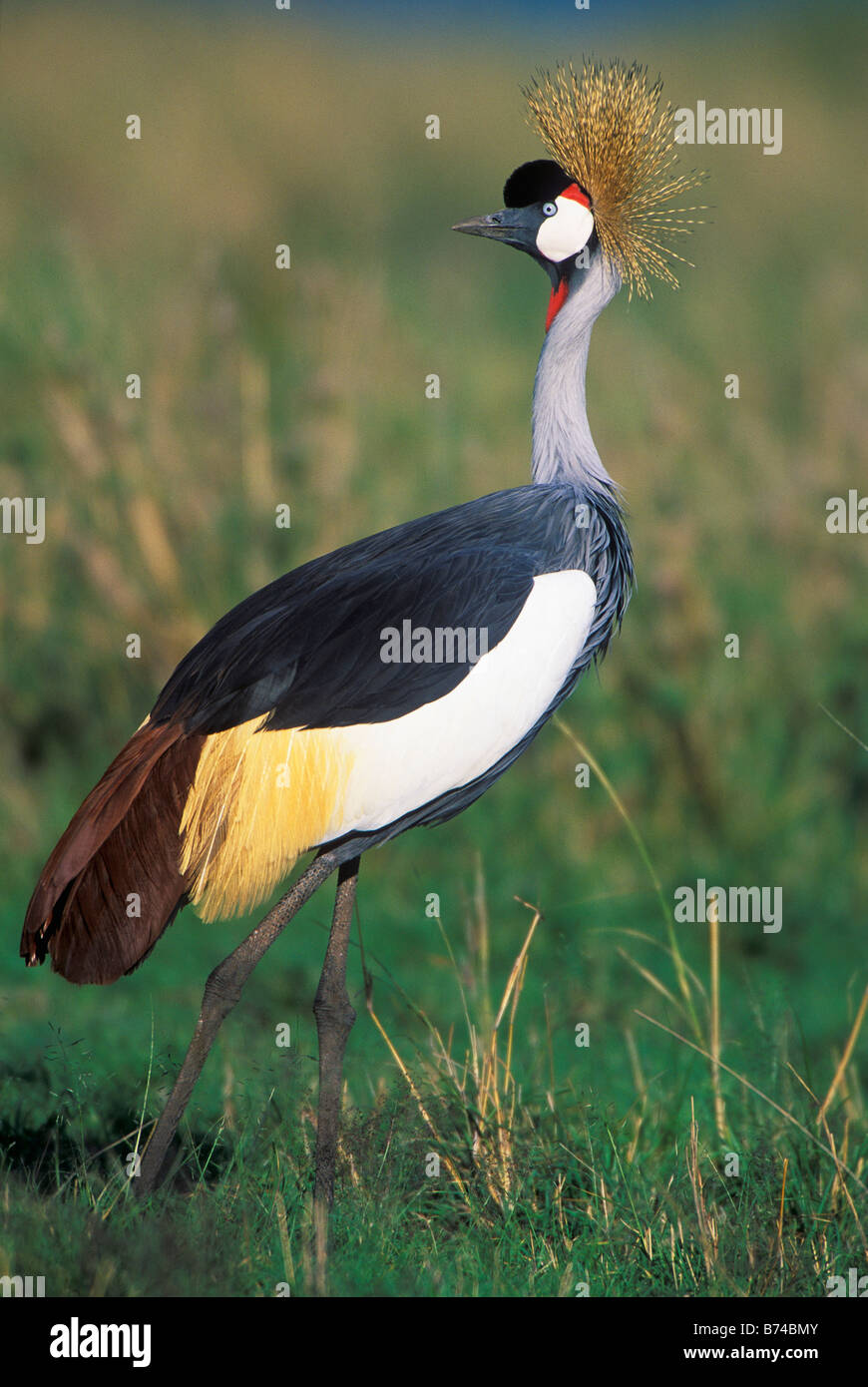Crowned Crane, Masai Mara National Park, Kenya Stock Photo - Alamy