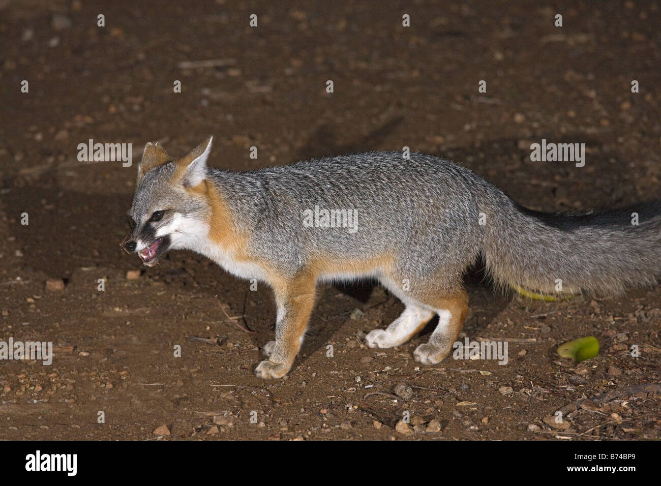 Gray fox Urocyon cinereoargenteus feeding at night in the Sonoran ...