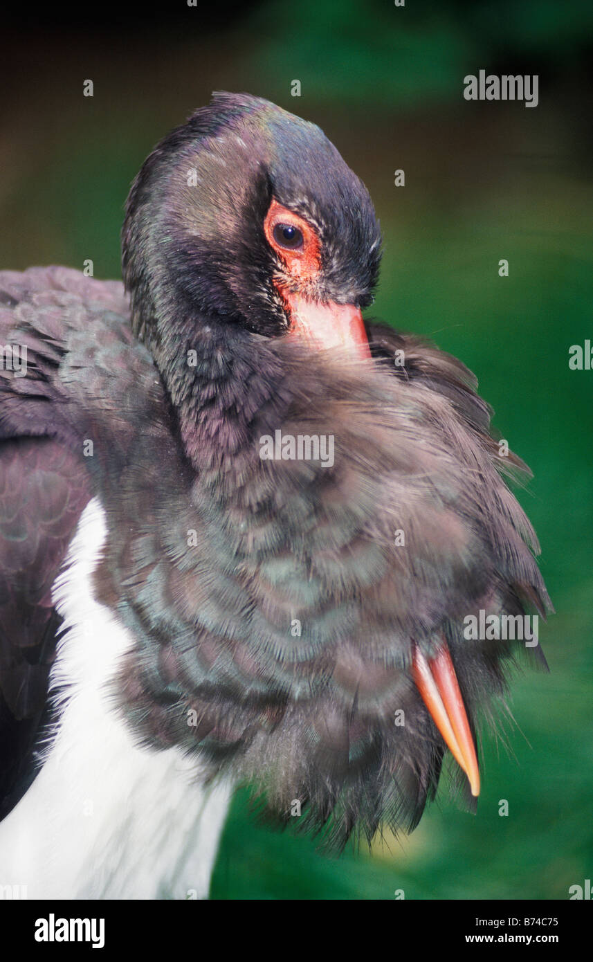 Closeup of Woolly necked Stork Stock Photo - Alamy