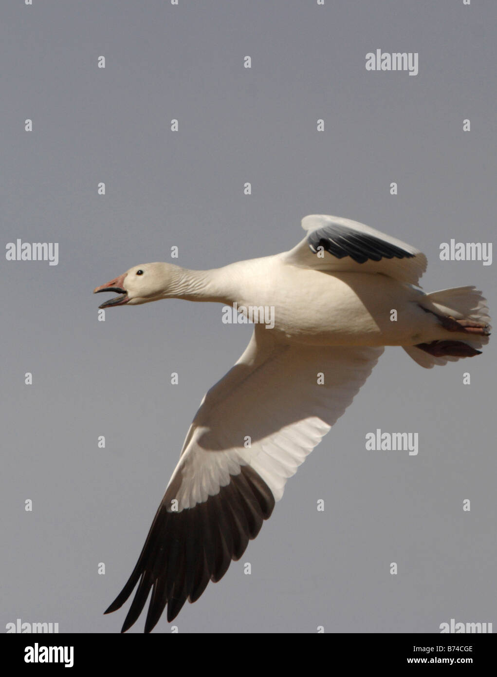 snow goose in flight Stock Photo - Alamy