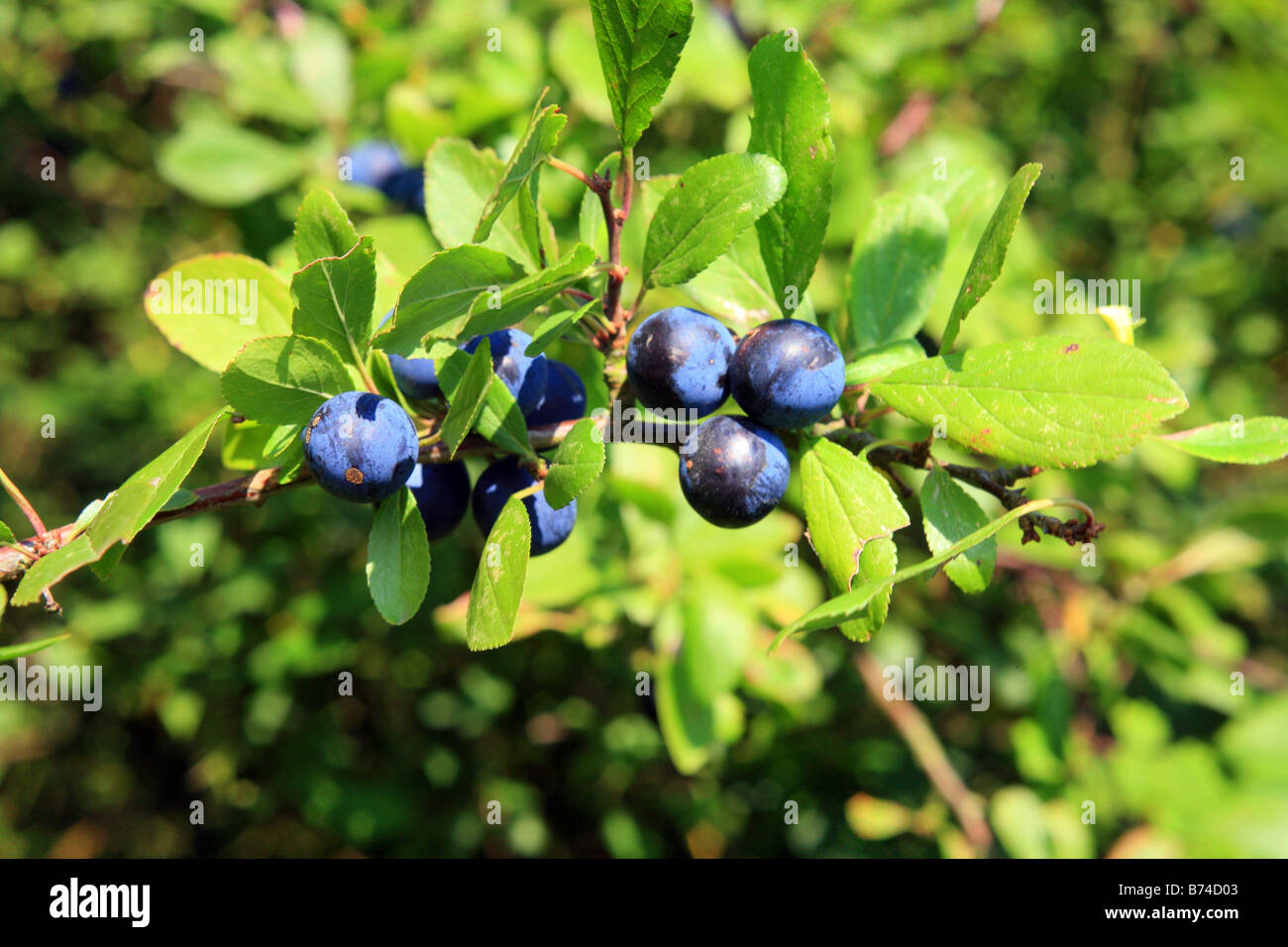 Ripe sloes on bush in Kent countryside, England, Europe Stock Photo - Alamy