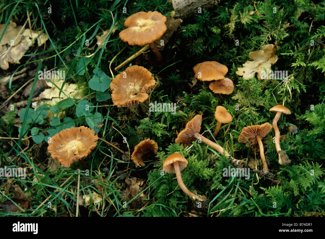 Laccaria laccata the deceiver photographed 21 September Stock Photo - Alamy