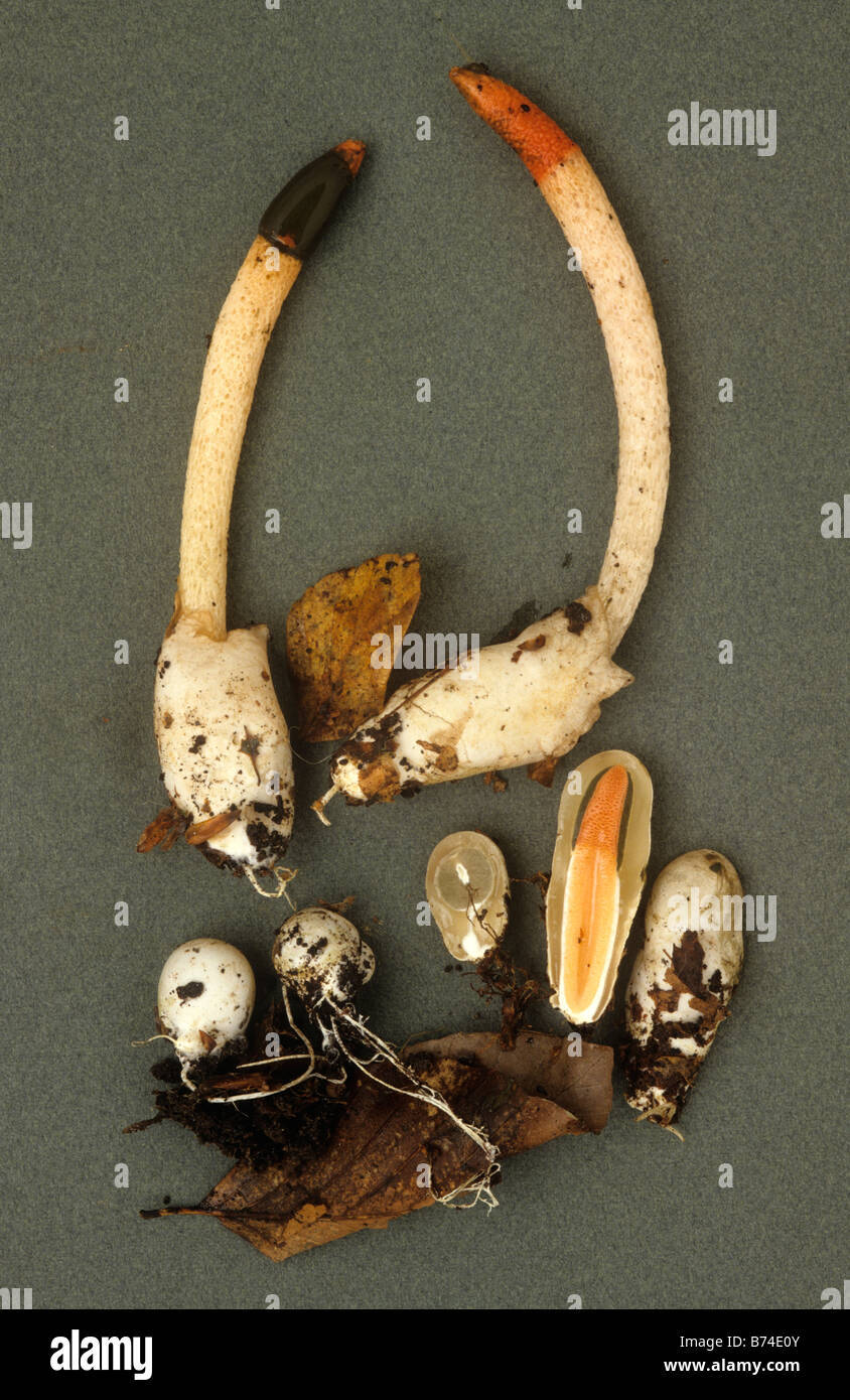 Mutinus caninus stinkhorn chien hi-res stock photography and images - Alamy