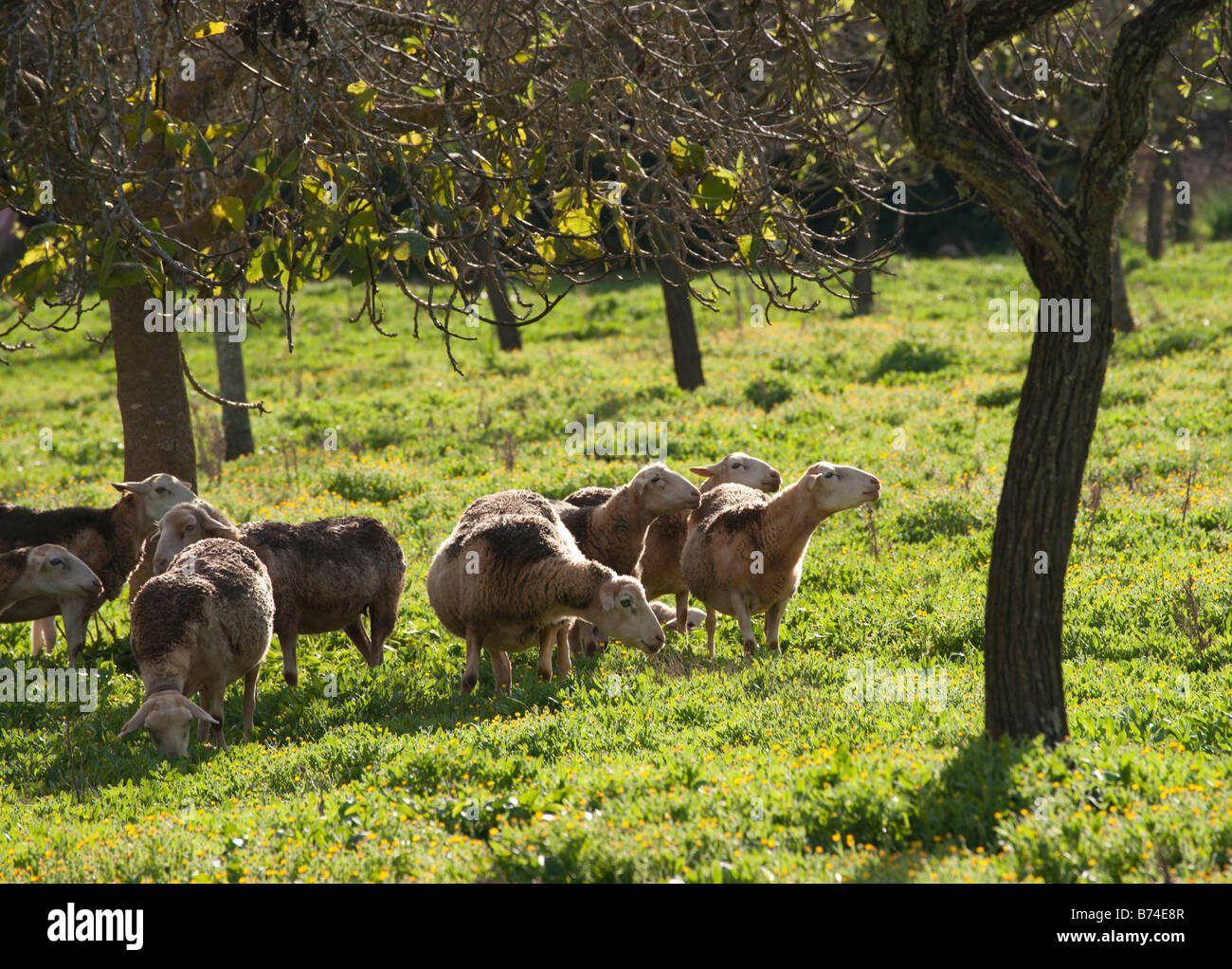 Orchard sheep hi-res stock photography and images - Alamy