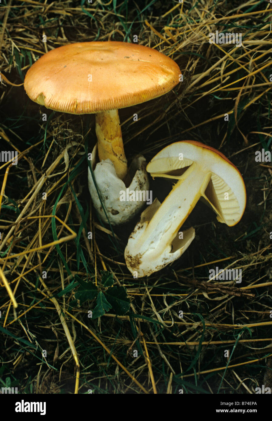 Caesars mushroom amanita caesaria mycology hi-res stock photography and ...