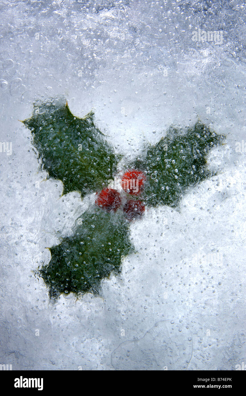 Frozen holly hi-res stock photography and images - Alamy