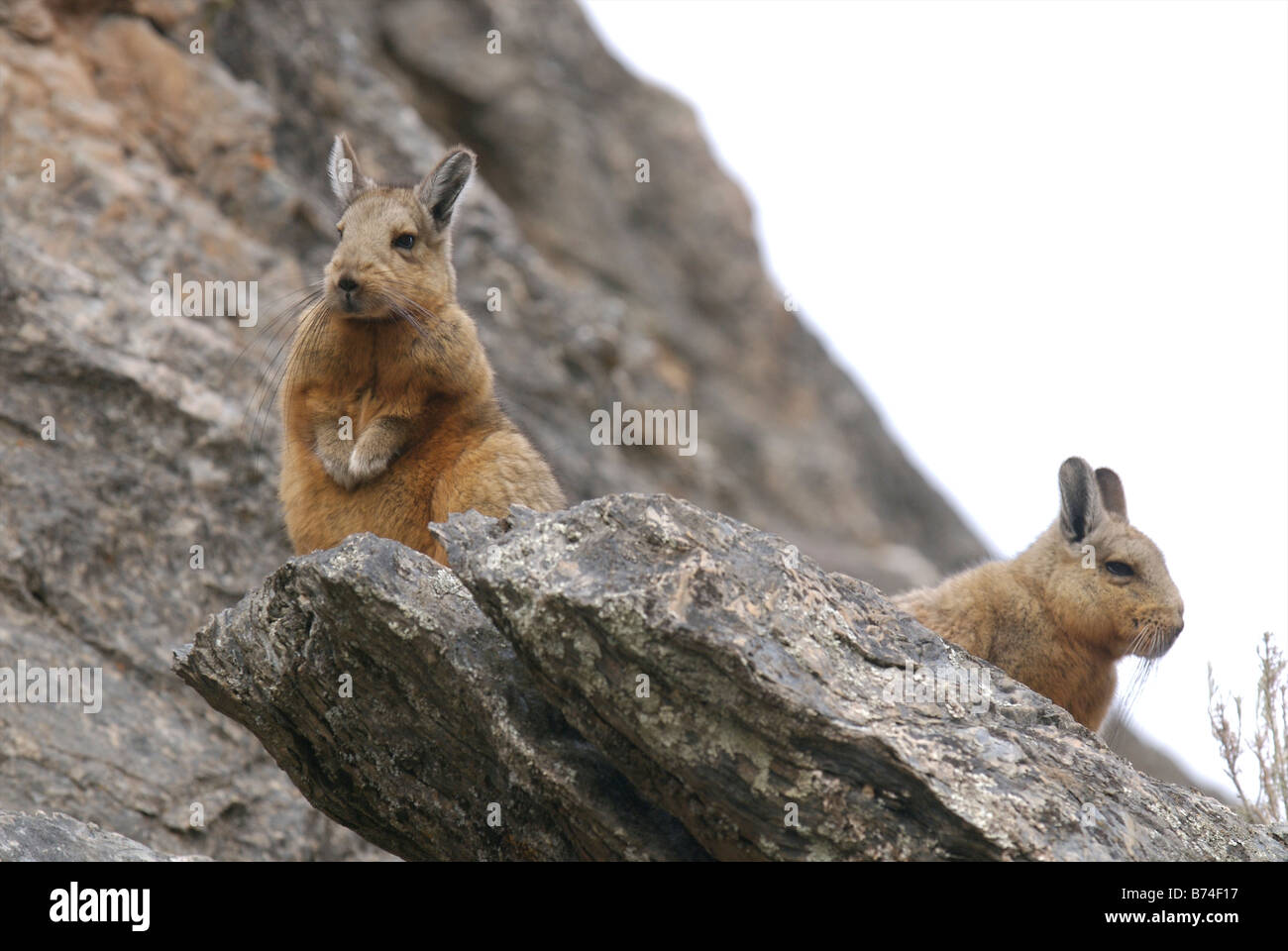 Mountain vizcacha hi-res stock photography and images - Alamy