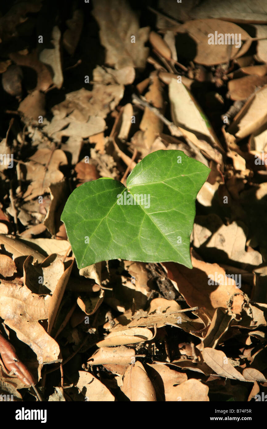 one single green ivy leaf growing on forest floor in countryside Stock ...