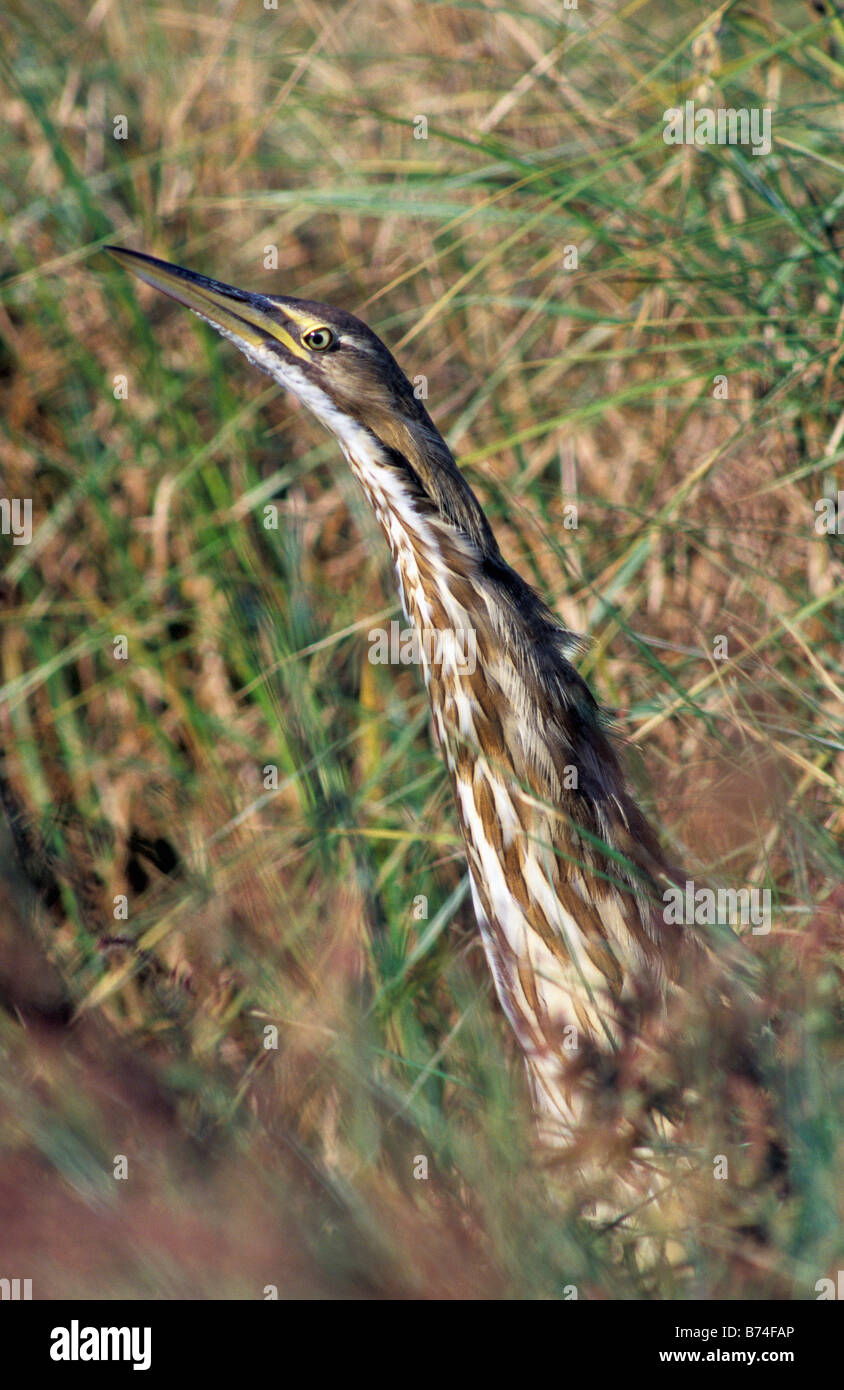 American Bittern in Reedbed,USA Stock Photo - Alamy