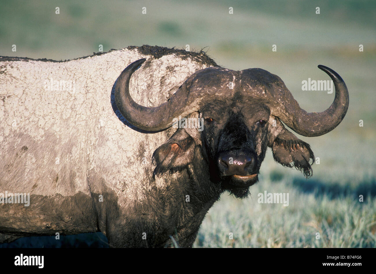 Cape buffalos kenya hi-res stock photography and images - Alamy