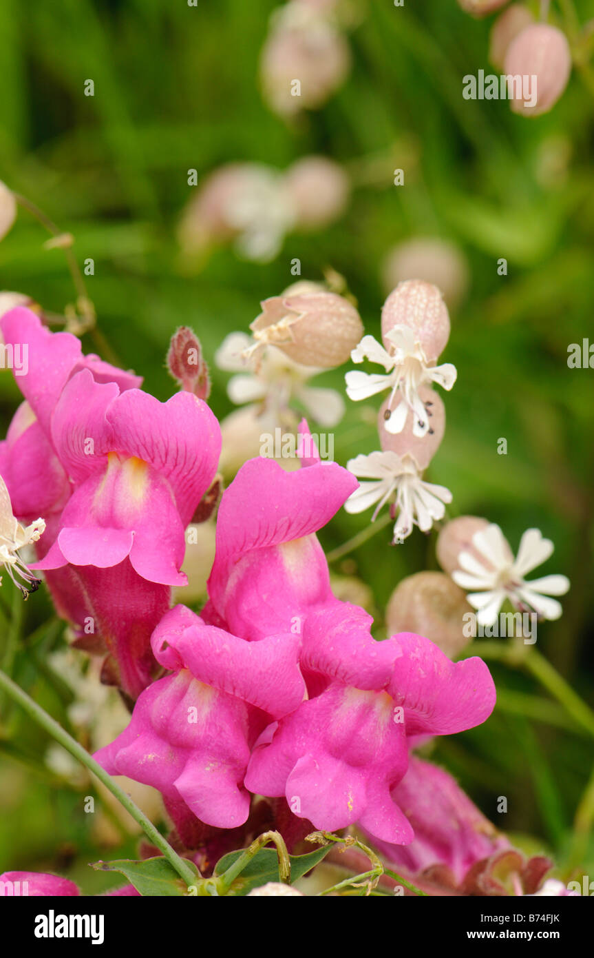 Dragon flower hi-res stock photography and images - Alamy
