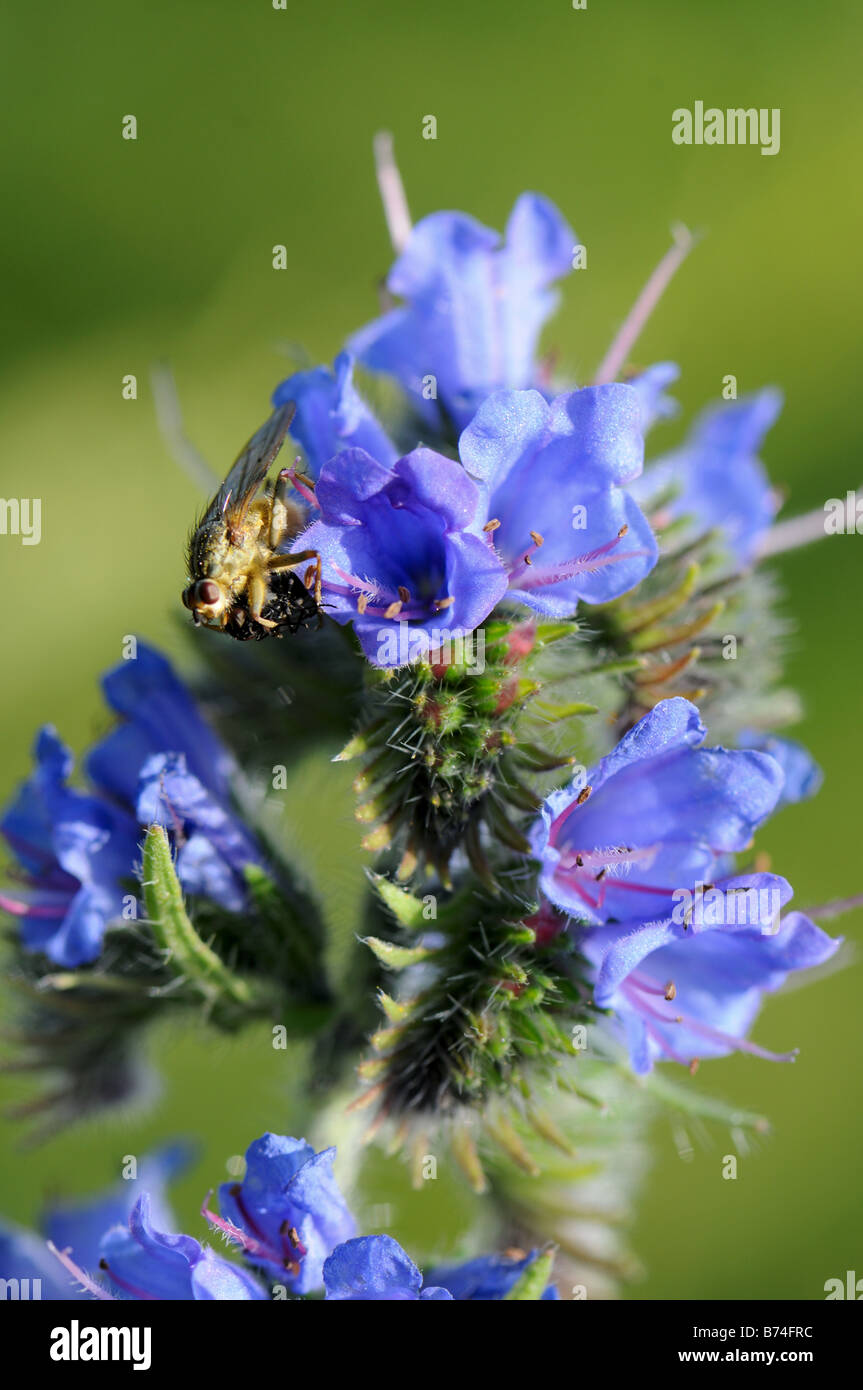 Bug-eating fly on Viper's Bugloss Stock Photo - Alamy