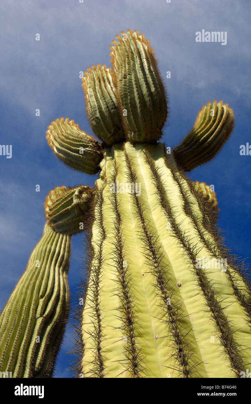 Cactus sonoran desert hi-res stock photography and images - Alamy