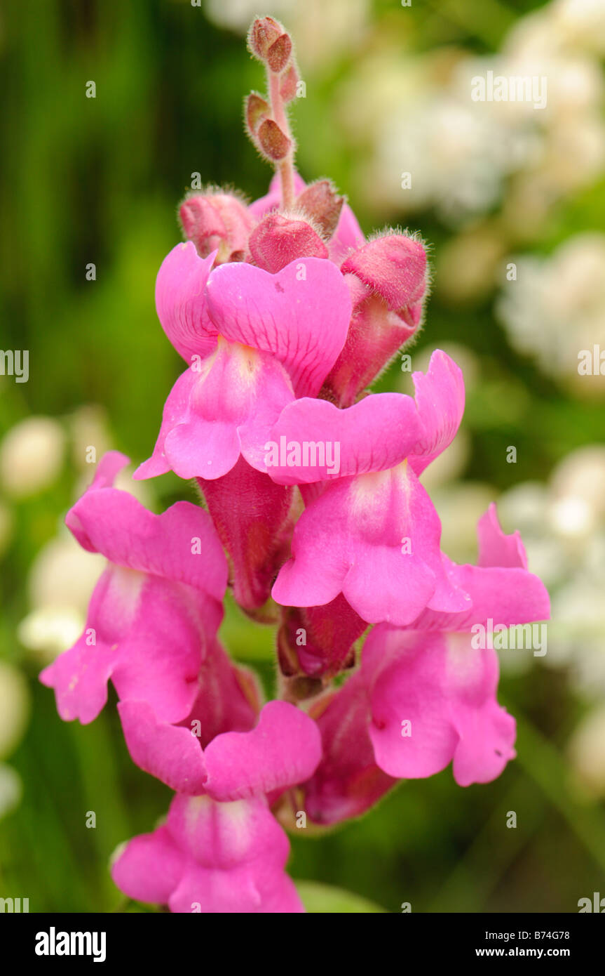 Planta de dragón snap hi-res stock photography and images - Alamy