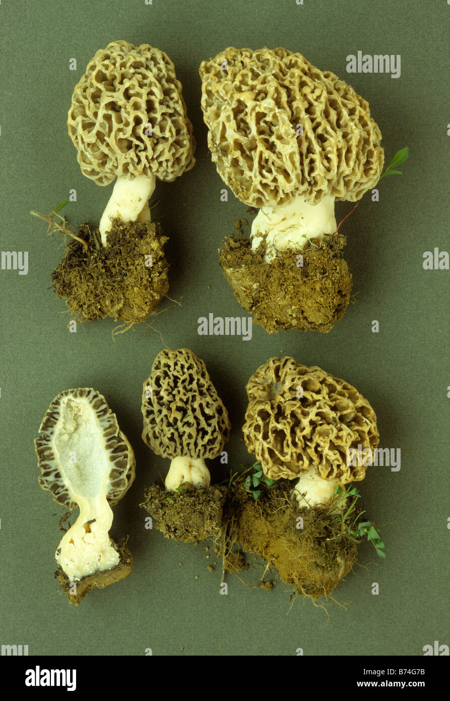 Morchella Vulgaris High Resolution Stock Photography and Images - Alamy