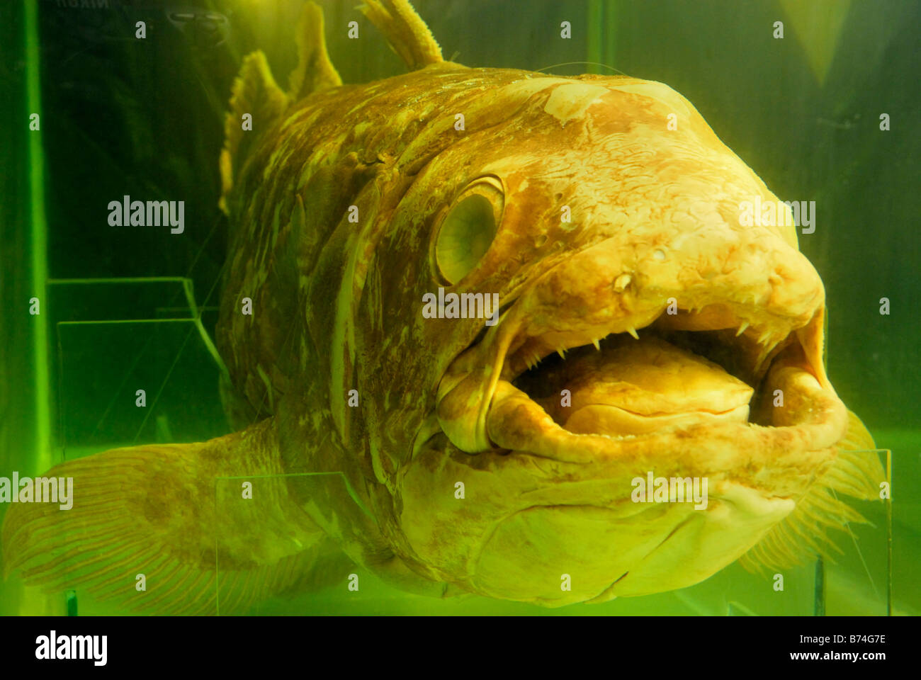 Latimeria menadoensis hi-res stock photography and images - Alamy