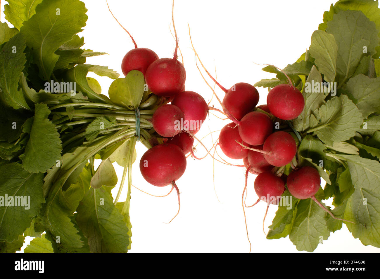 bunch of radishes Stock Photo - Alamy