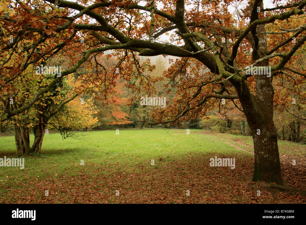 Autumal Trees from Fingle Bridge Devon UK 2008 Stock Photo - Alamy