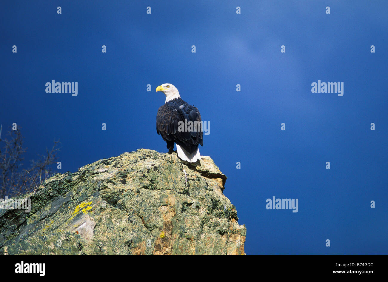 Bald Eagle on Cliff top,USA Stock Photo - Alamy