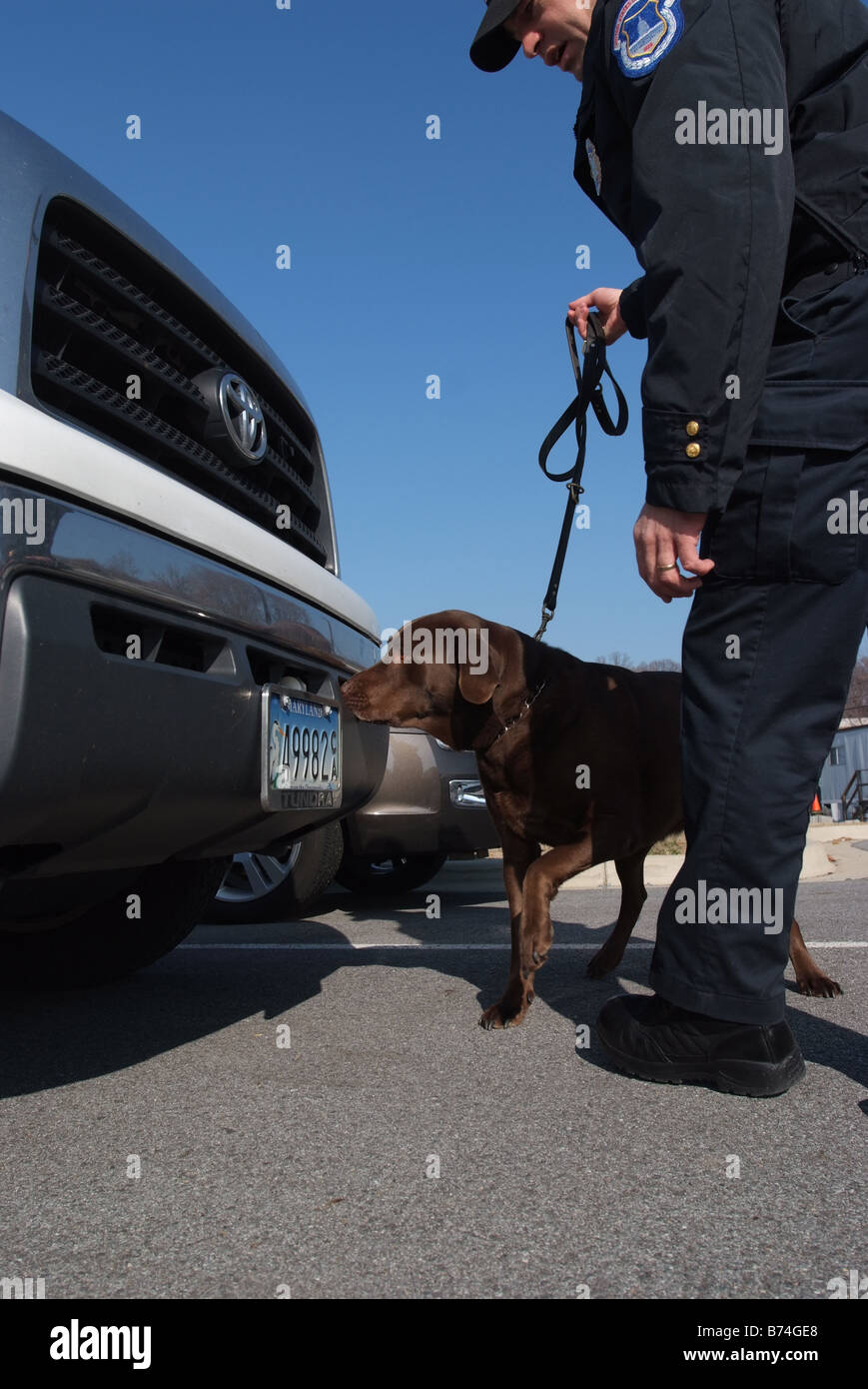 Bomb sniffing dog is being trained in Washington DC by the U S Capitol ...