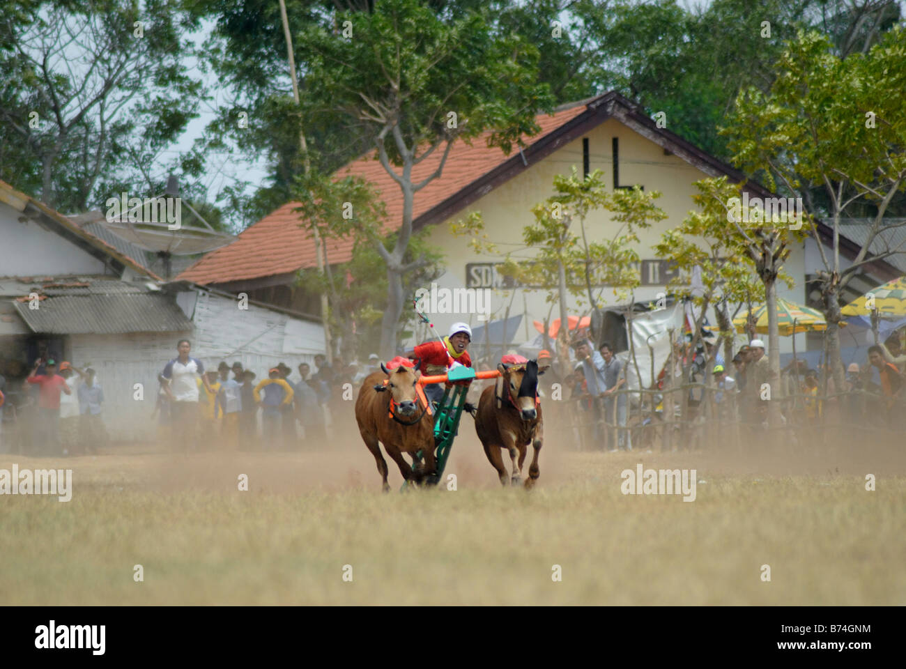 Cultural event of Madurese, Indonesia Stock Photo - Alamy