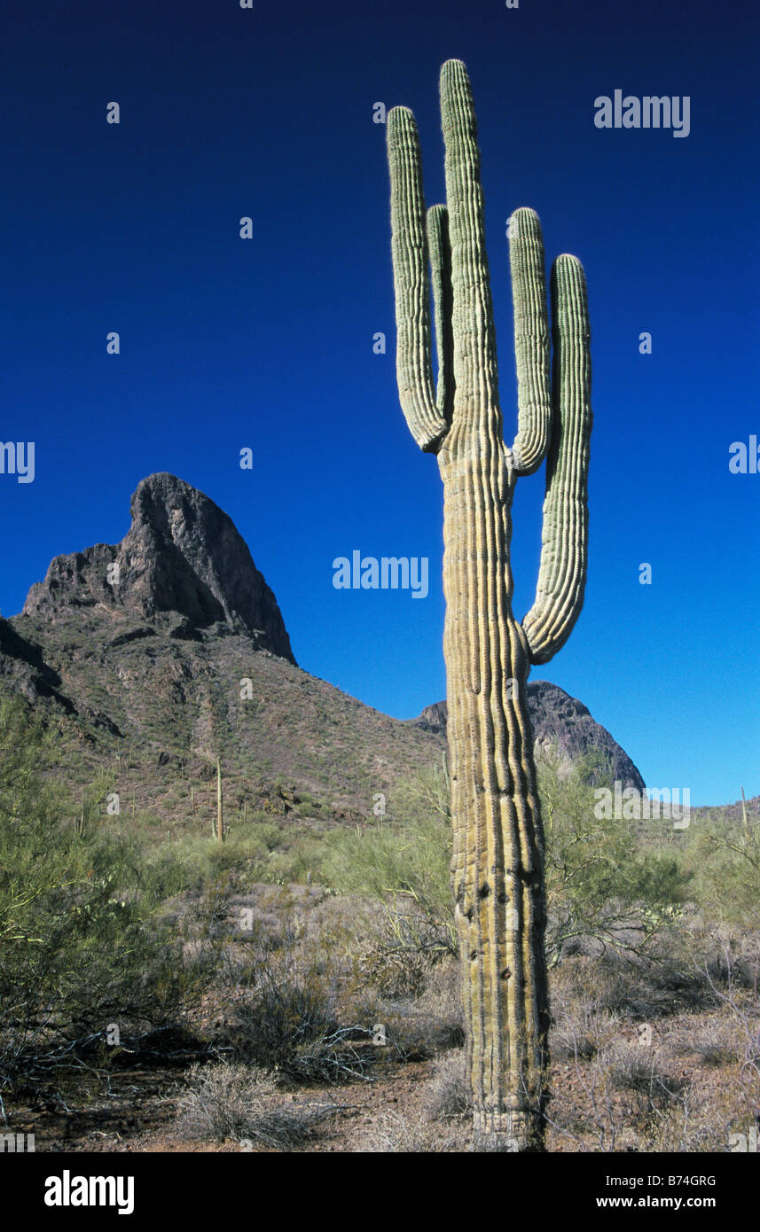 Saguaro Cactus,Saguaro National Park, Arizona,USA Stock Photo - Alamy