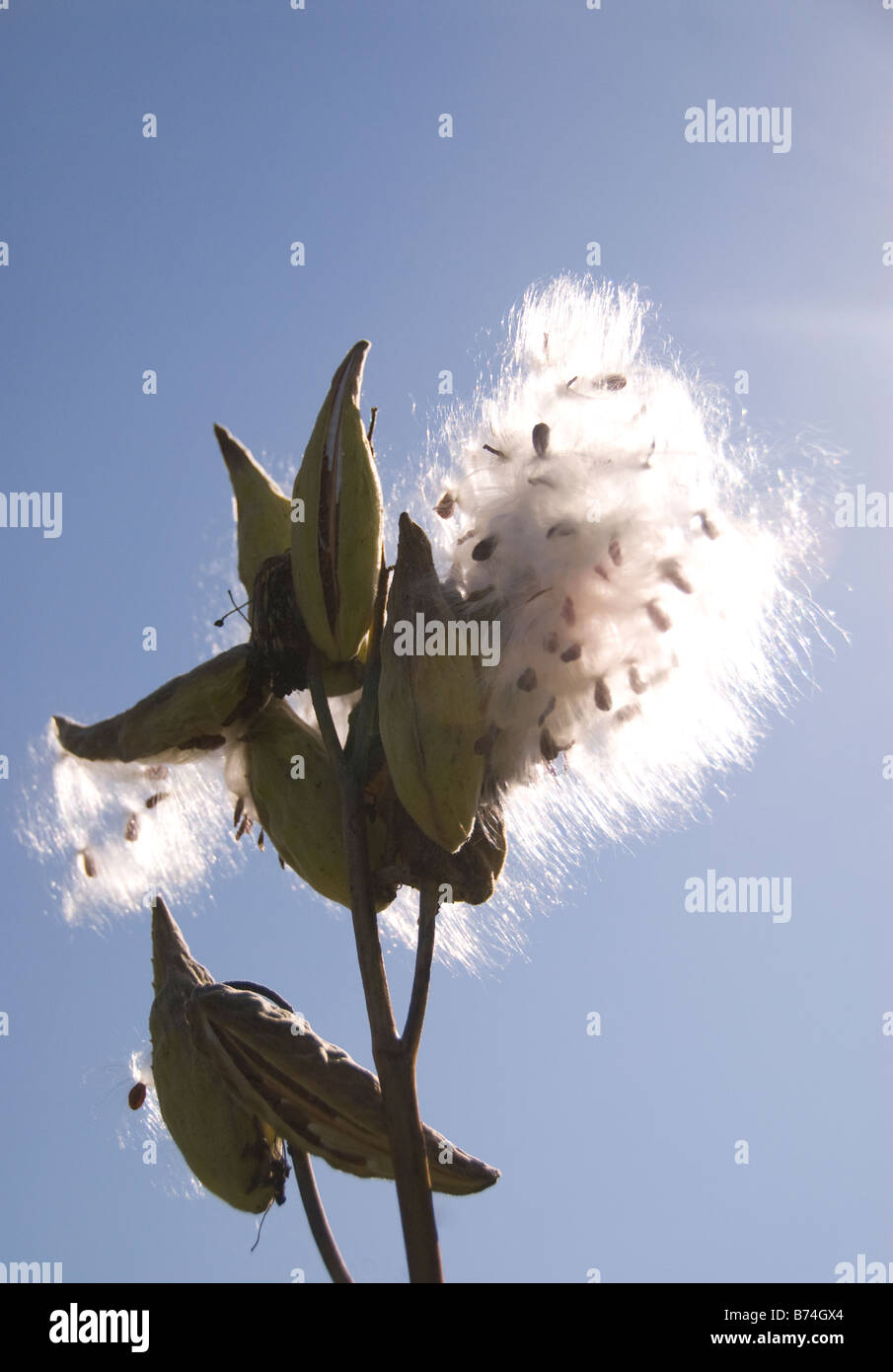Common milk weed hi-res stock photography and images - Alamy