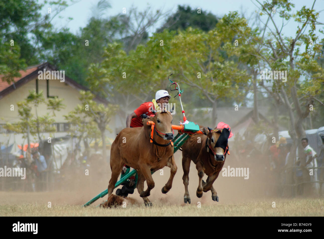 Cultural event of Madurese, Indonesia Stock Photo - Alamy