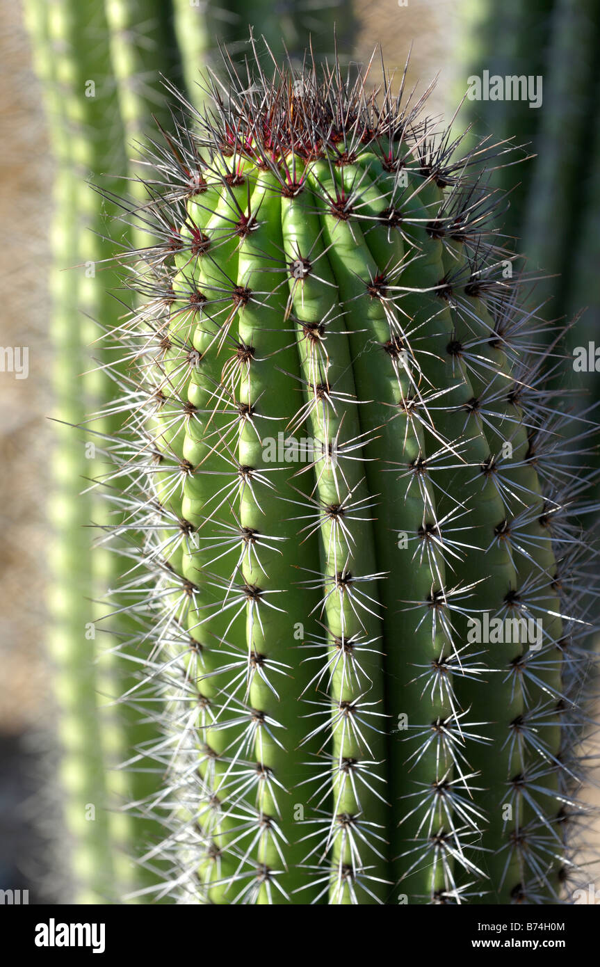 Young Organ Pipe Cactus Stock Photo - Alamy