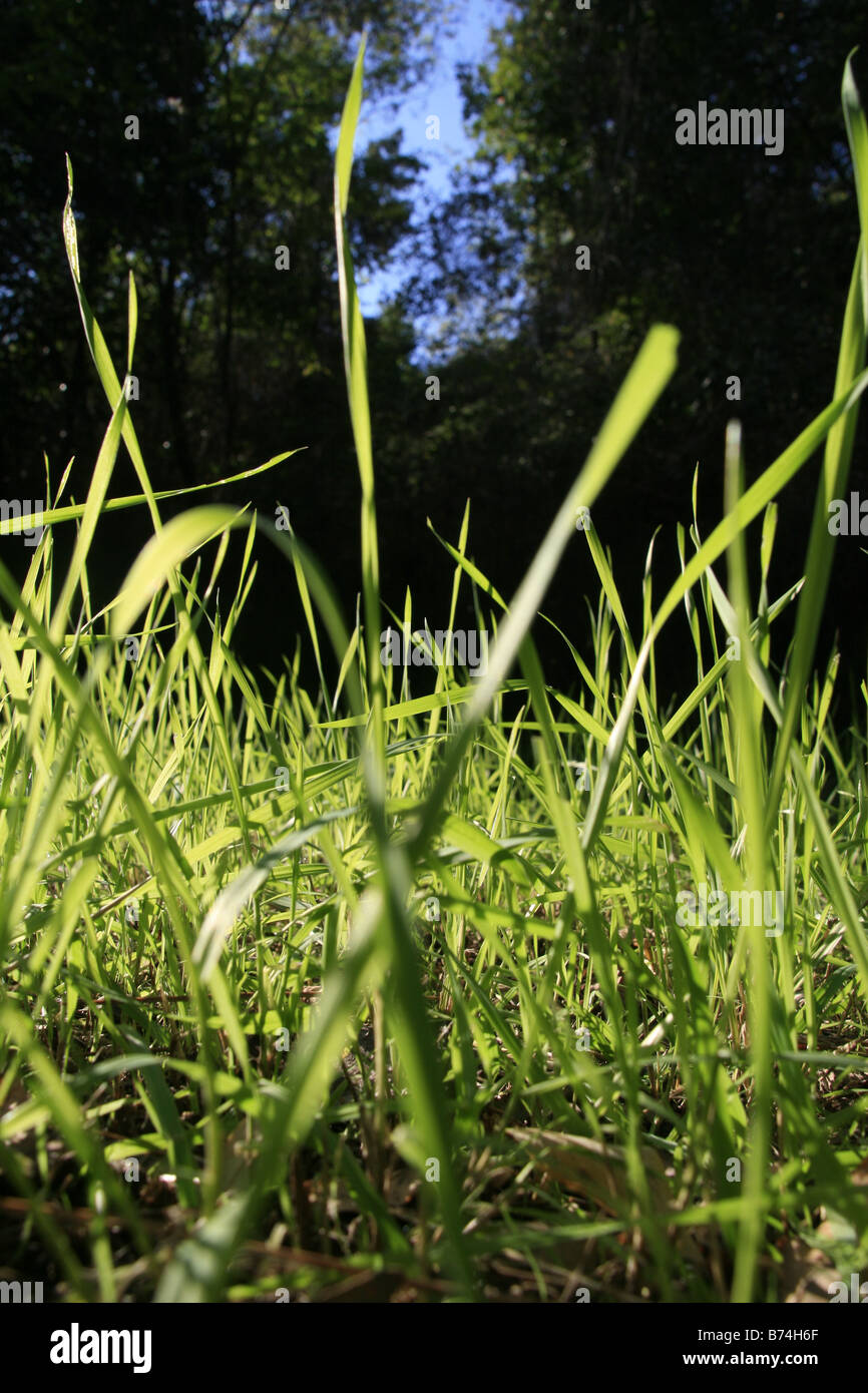 long green grass in sun light in field in country woods Stock Photo - Alamy