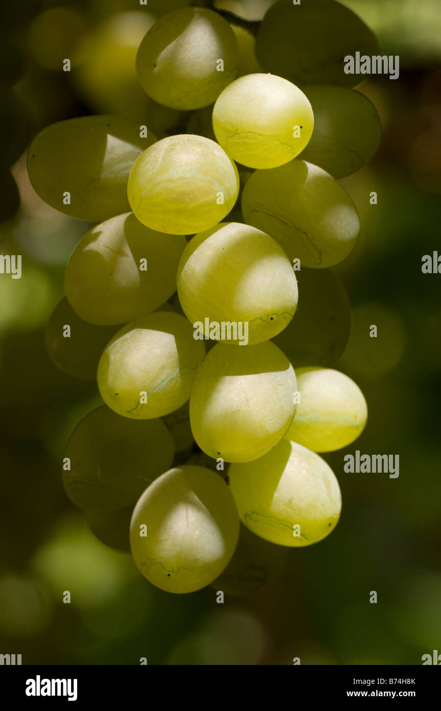 Agriculture lebanon vines vineyard hi-res stock photography and images ...