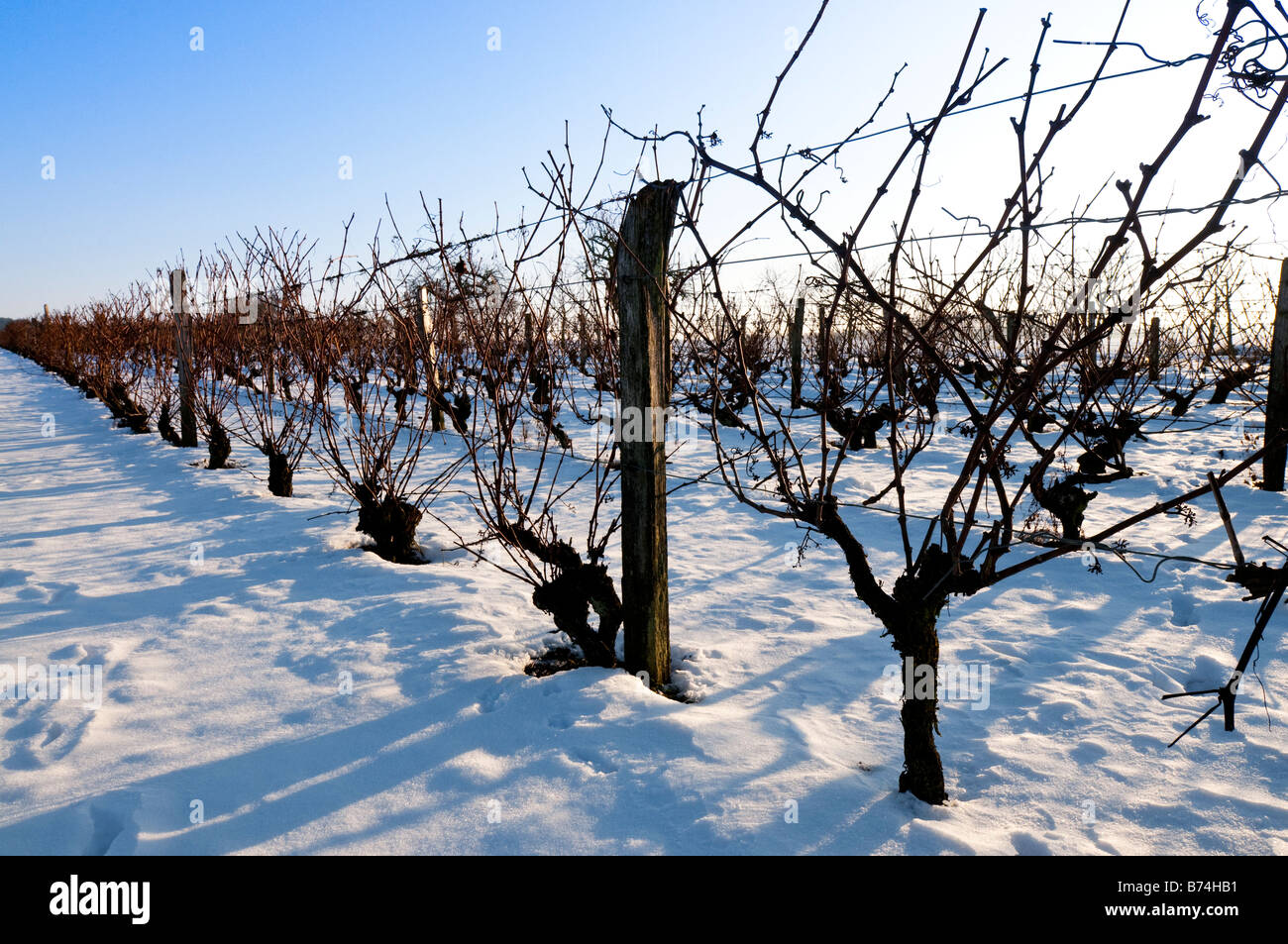Vines snow hi-res stock photography and images - Alamy
