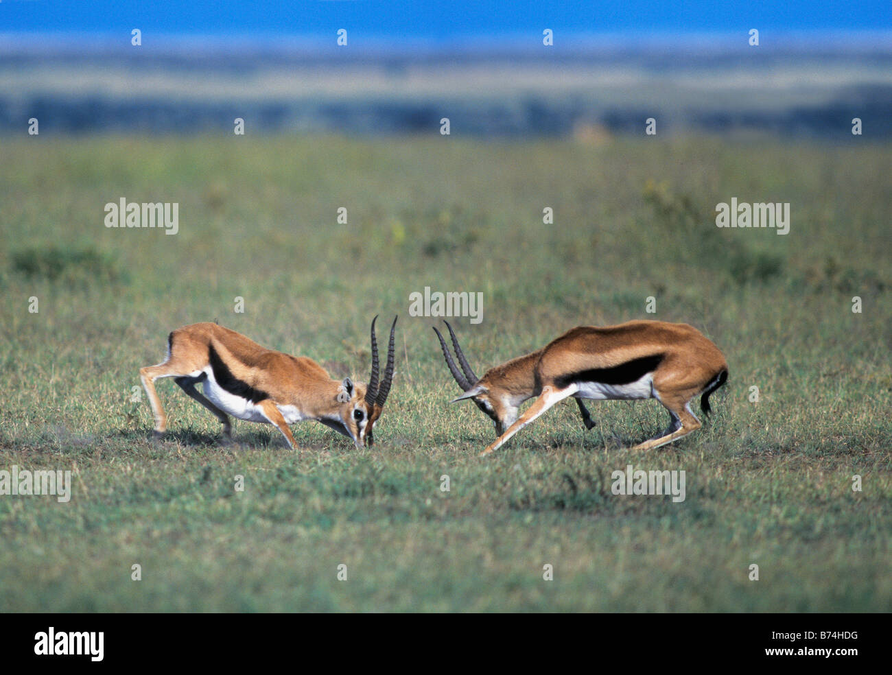 Gazelles fighting hi-res stock photography and images - Alamy
